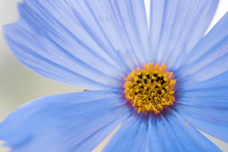 Cosmos Flower stock image. Image of close, daisy, pollen - 140365657