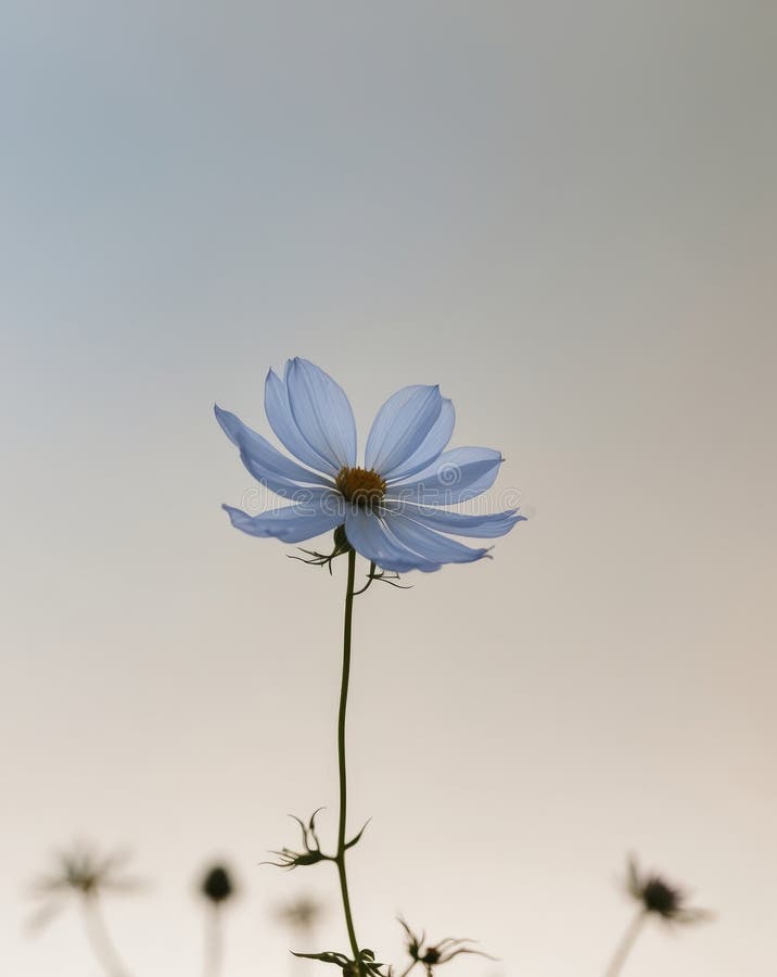 Blue Cosmos Flower with Subtle Lighting on Gradient Background Stock ...