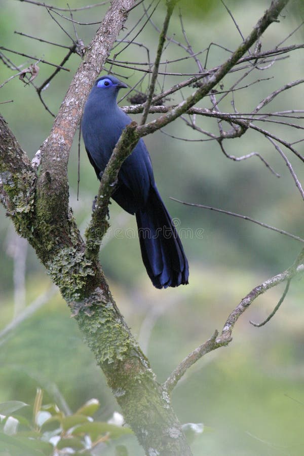 Blue Coua stock image. Image of bird, madagascar, forest - 8684919