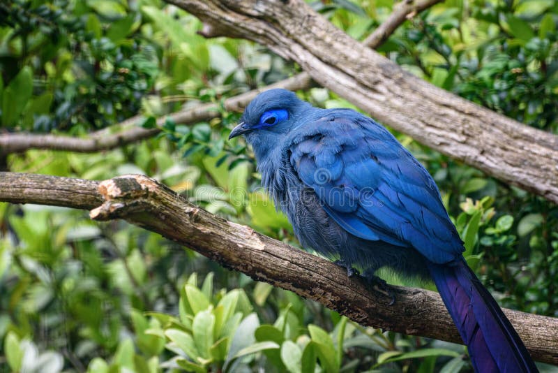 Blue Coua, Coua Caerulea with Deep Blue Feathers. Birds Watching Stock ...
