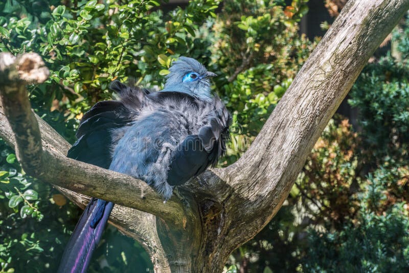 Blue Coua, Coua Caerulea with Deep Blue Feathers Stock Image - Image of ...