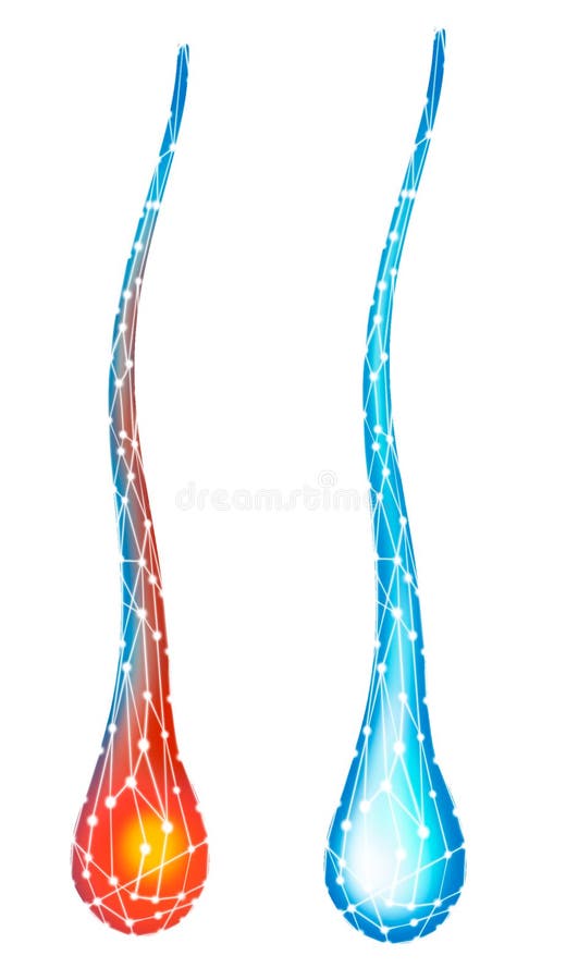 Wireframe Lung Model Stock Illustrations – 209 Wireframe Lung Model ...