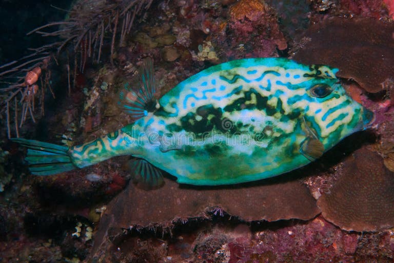 1,224 Sleeping Cow Stock Photos - Free & Royalty-Free Stock Photos from ...