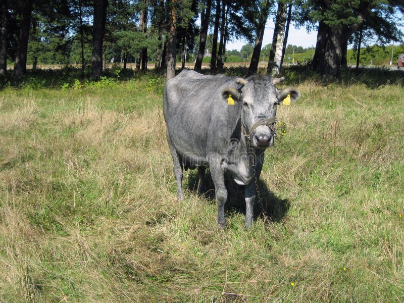 Blue cow stock photo. Image of milk, meadows, kind, latvian - 33525396