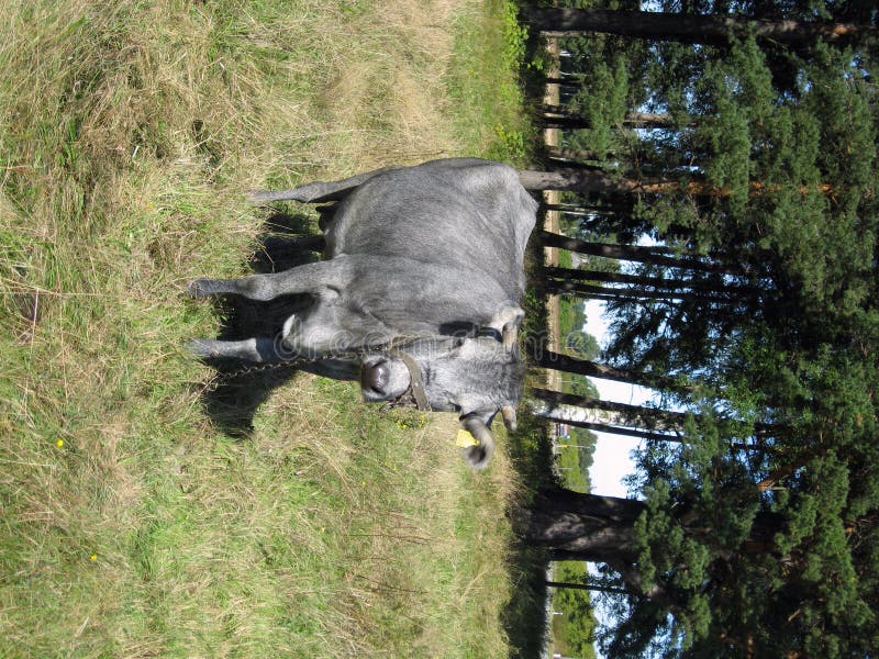 Blue cow 2 stock image. Image of species, graze, latvian - 33525447