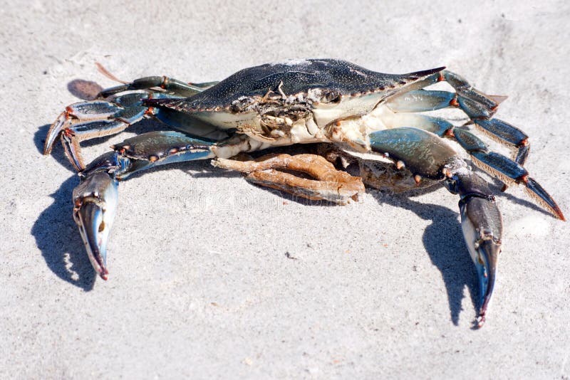 Chesapeake Blue Crab stock photo. Image of marine, macro - 15081130