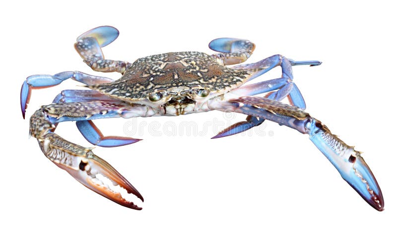 Chesapeake Blue Crab stock photo. Image of marine, macro - 15081130