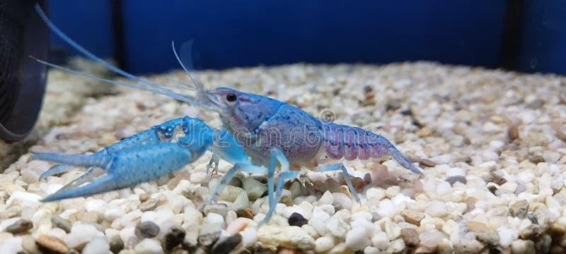 Blue Crab - Animal- Cute stock image. Image of cute - 387613849