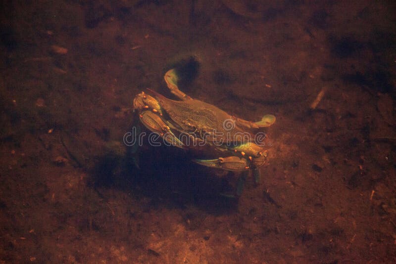 Blue Crab Callinectes Sapidus Stock Photo - Image of nature ...