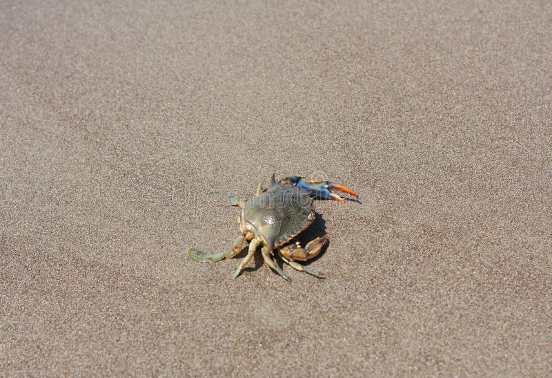 Blue Crab, Callinectes Sapidus in Sand Stock Photo - Image of meal ...