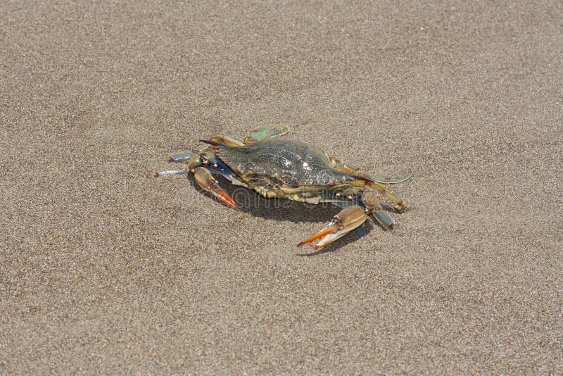 Blue Crab, Callinectes Sapidus in Sand Stock Photo - Image of ocean ...