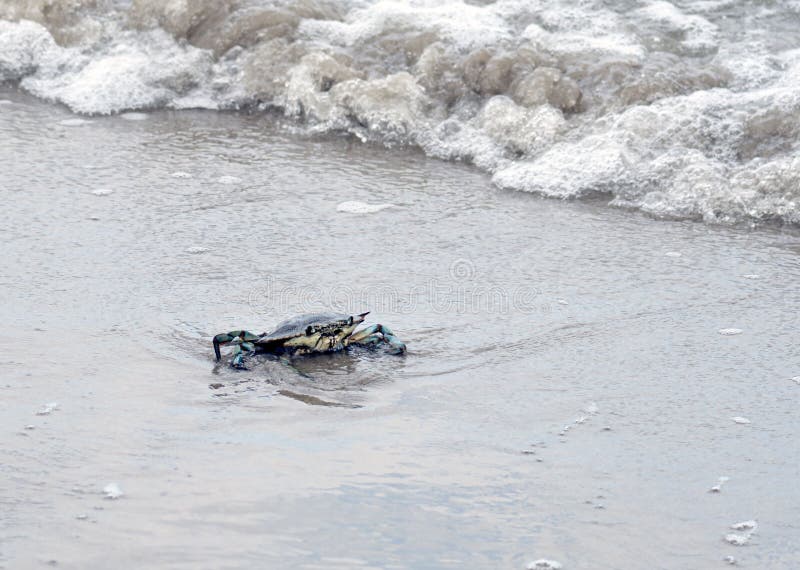 Blue Crab (Callinectes Sapidus) on a Sandy Beach Stock Photo - Image of ...