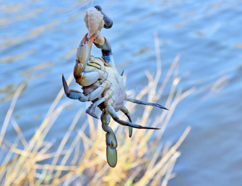 Catch of Blue Crabs in the Dalaman River in Turkey Stock Image - Image ...