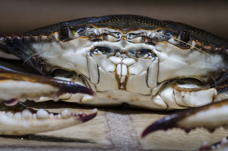 Blue Crab with Claw Front View1 Stock Image - Image of bottomfeeder ...