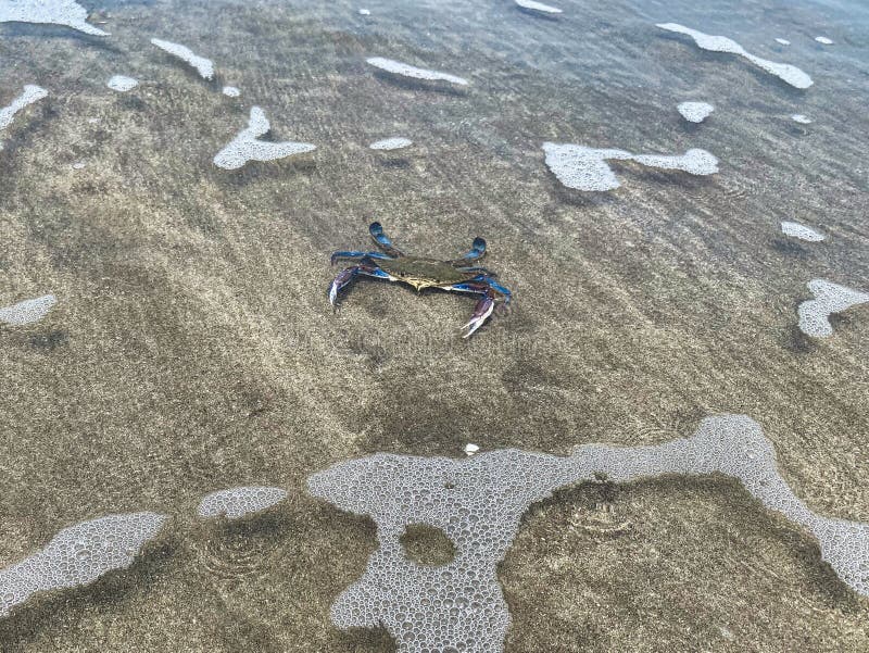 Blue Crab stock photo. Image of asphalt, leaf, blue - 380741156