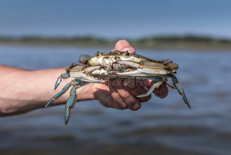 Blue crab in hand stock photo. Image of cape, cuisine - 273724314