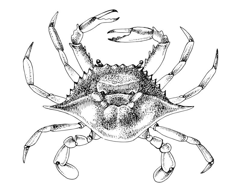 Blue Crab Hand Drawn Vector Illustration Stock Vector - Illustration of ...