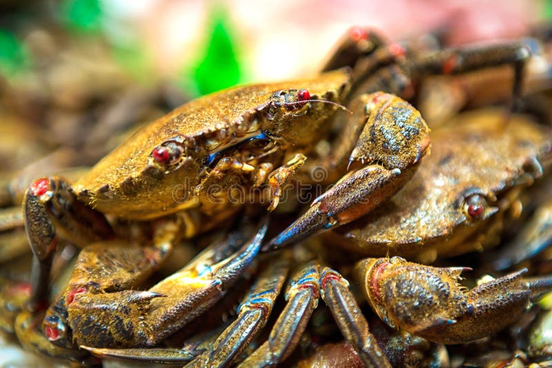 Blue crab on ice stock photo. Image of nutrition, nature - 181042760