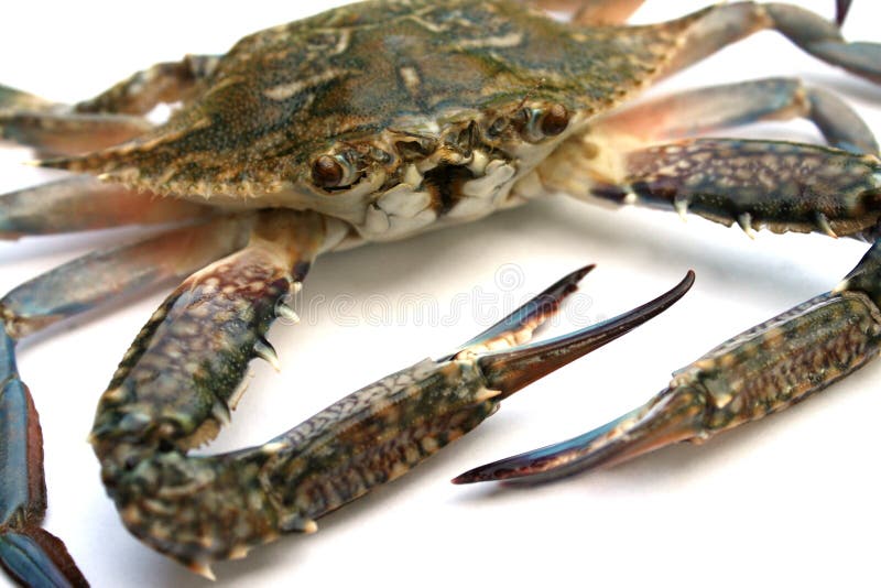 Blue crab isolated stock photo. Image of aggressive, blue - 45794884