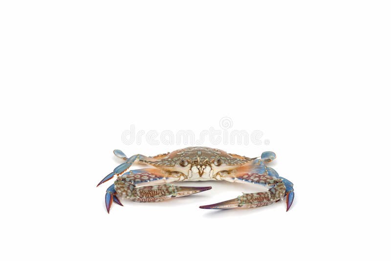 8,256 Blue Crab White Background Stock Photos - Free & Royalty-Free ...