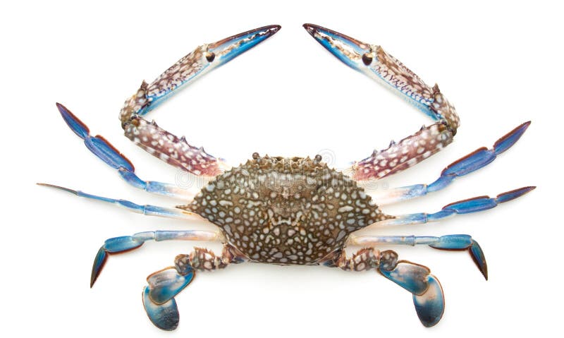 8,567 Blue Crab White Background Stock Photos - Free & Royalty-Free ...