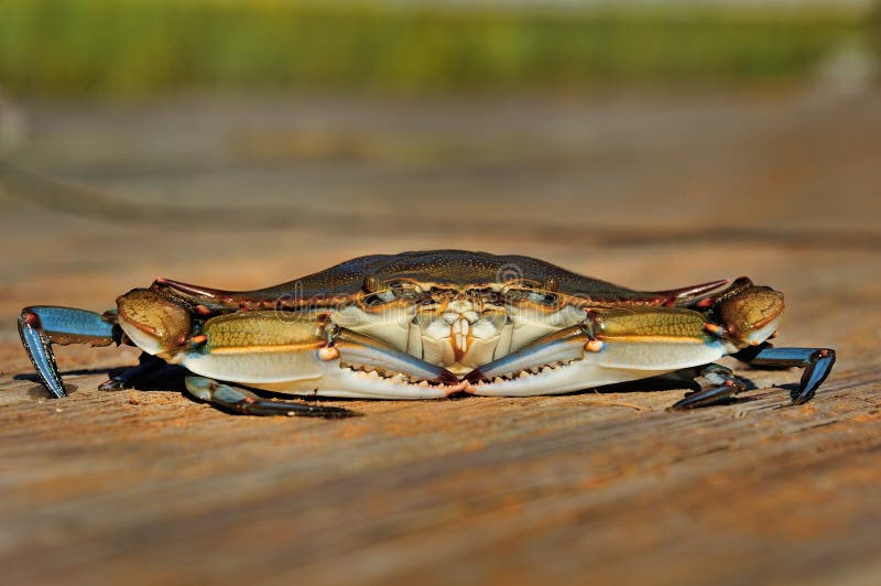 Single blue crab stock image. Image of blue, fresh, seafood - 41382245
