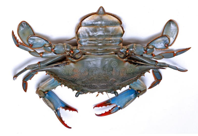 Live Blue Crab on White Background Stock Image - Image of open, white ...