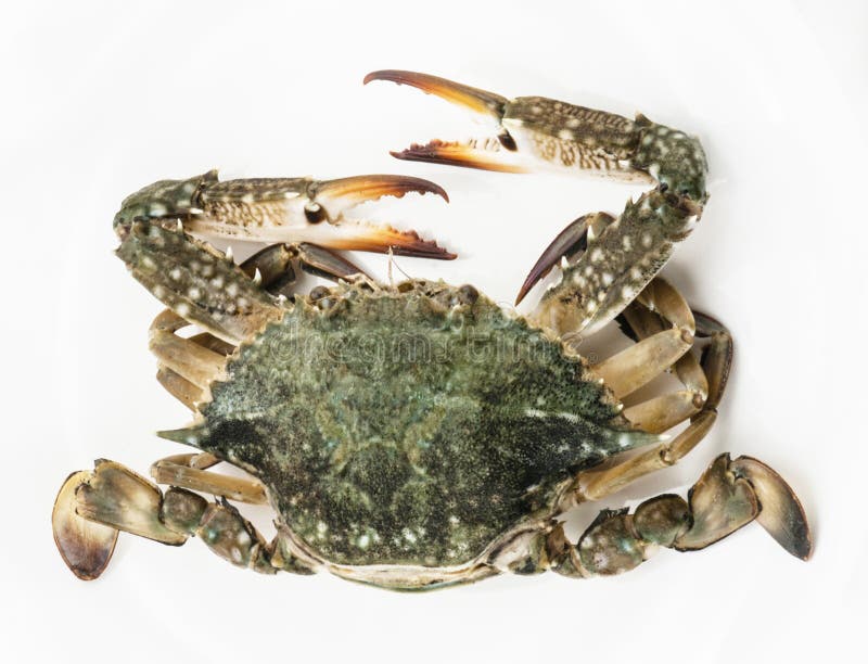 Blue crab white background stock image. Image of carapace - 38566647