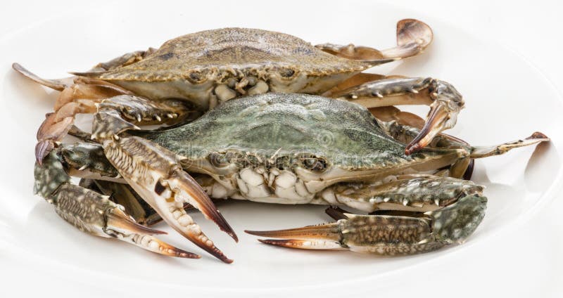 Blue crab white background stock image. Image of carapace - 38566647