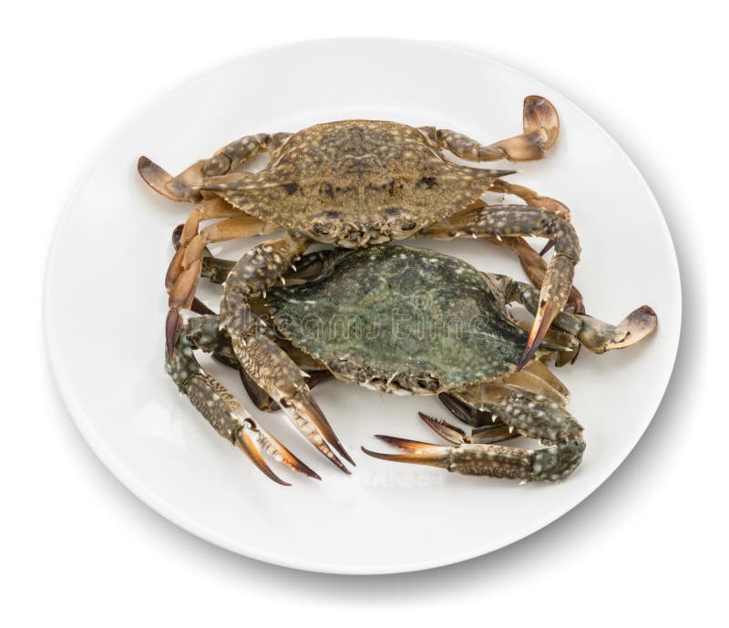 Blue crab white background stock image. Image of carapace - 38566647