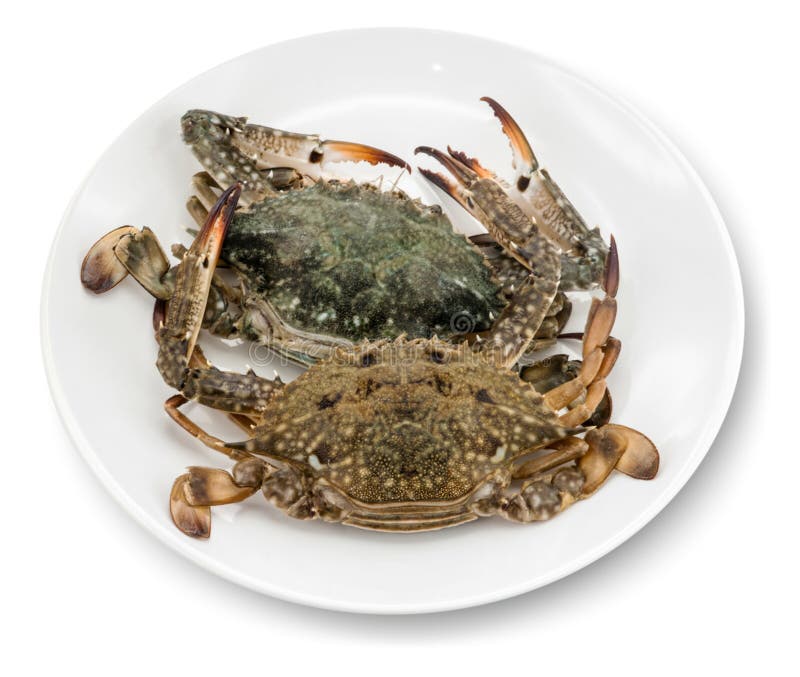 Blue crab white background stock image. Image of carapace - 38566647