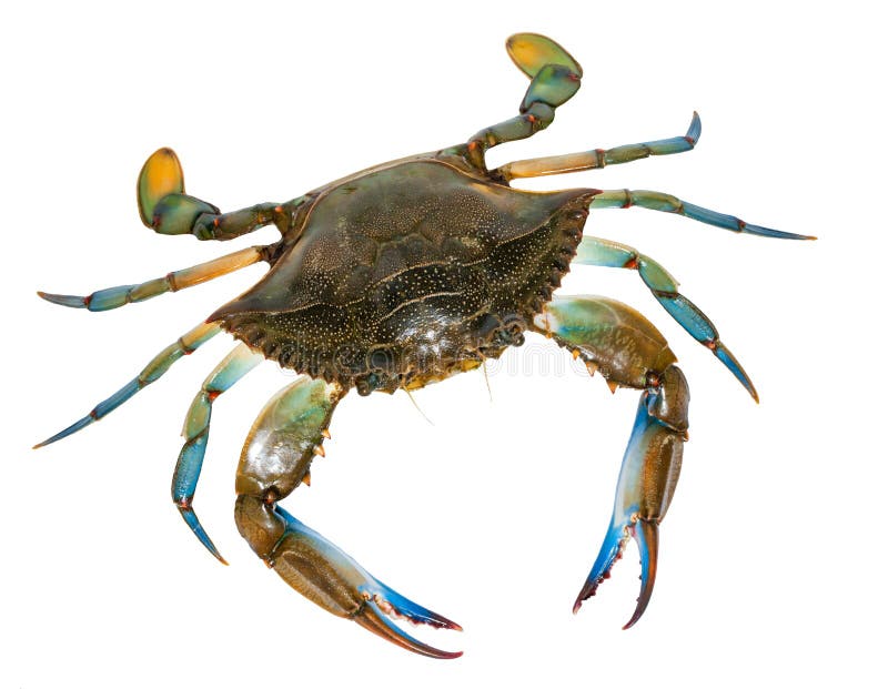 6,414 Blue Claw Crab Stock Photos - Free & Royalty-Free Stock Photos ...