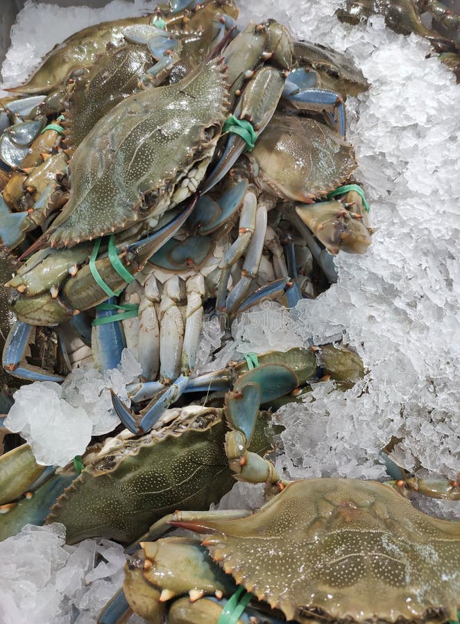 At the Fish Counter stock photo. Image of seafood, fresh - 34846434