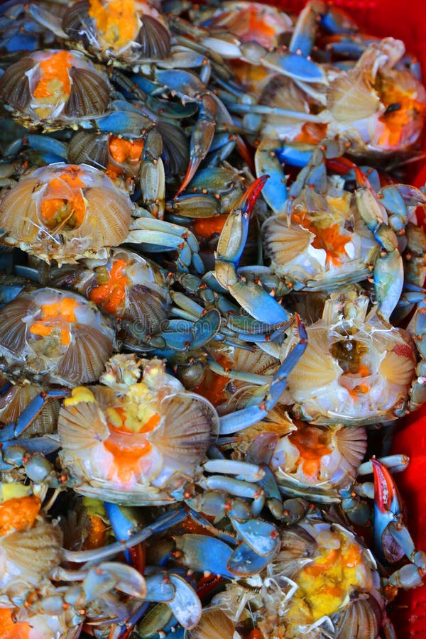 Blue crabs stock image. Image of carapace, internal, abdomen - 58269731