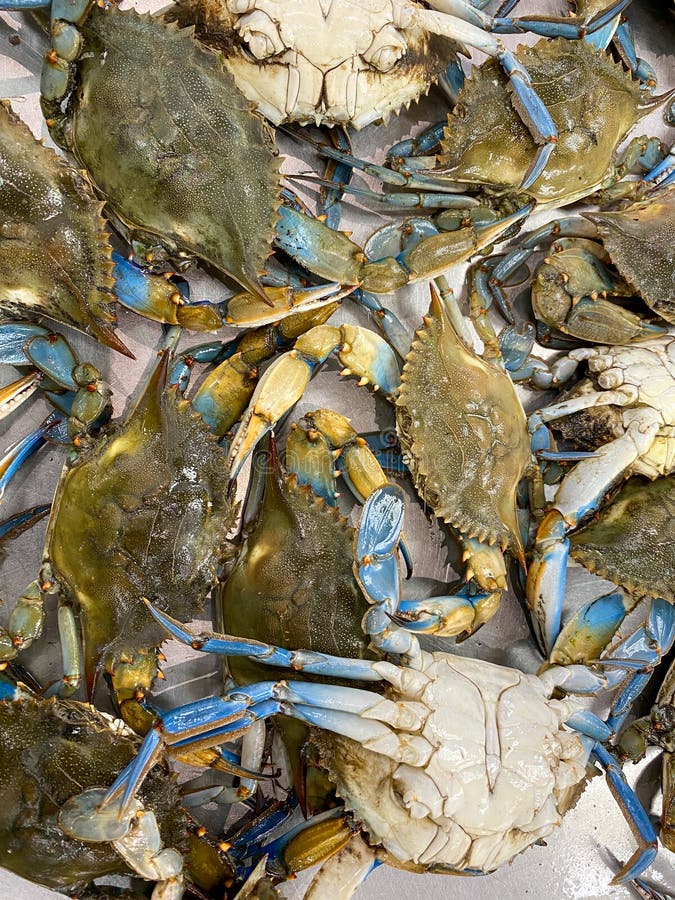 Pile of close-up crabs stock image. Image of deep, water - 264652003
