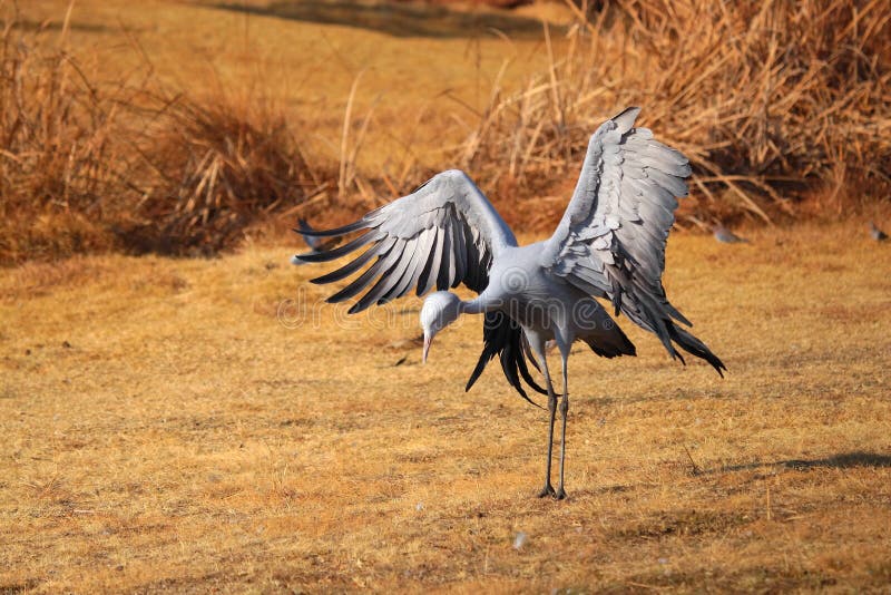 Blue Crane stock image. Image of crane, anthropoides - 26370995