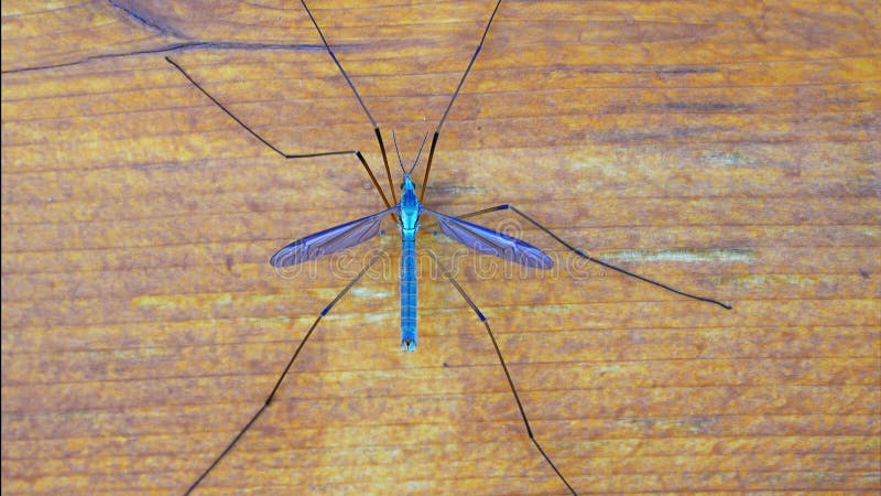 Blue crane mosquito hawk stock footage. Video of drought - 289688976