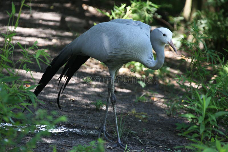 Blue Crane Bird stock image. Image of white, national - 13879083