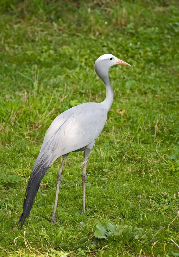 9,157 Blue Crane Bird Stock Photos - Free & Royalty-Free Stock Photos ...