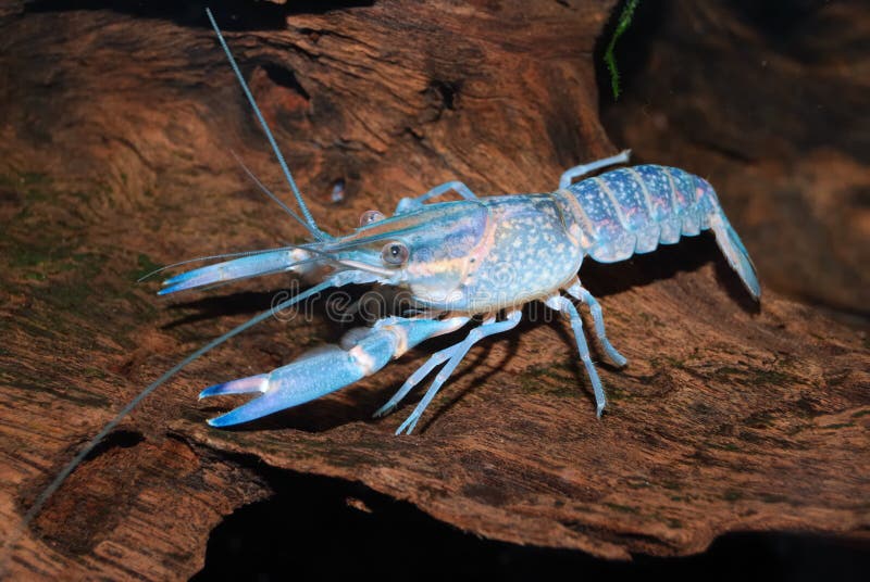 Blue crayfish stock image. Image of colored, cherax, invertebrate ...