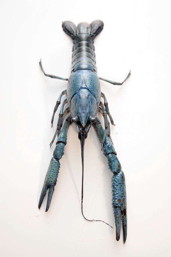 Blue crayfish stock image. Image of crawfish, carapace - 18790905