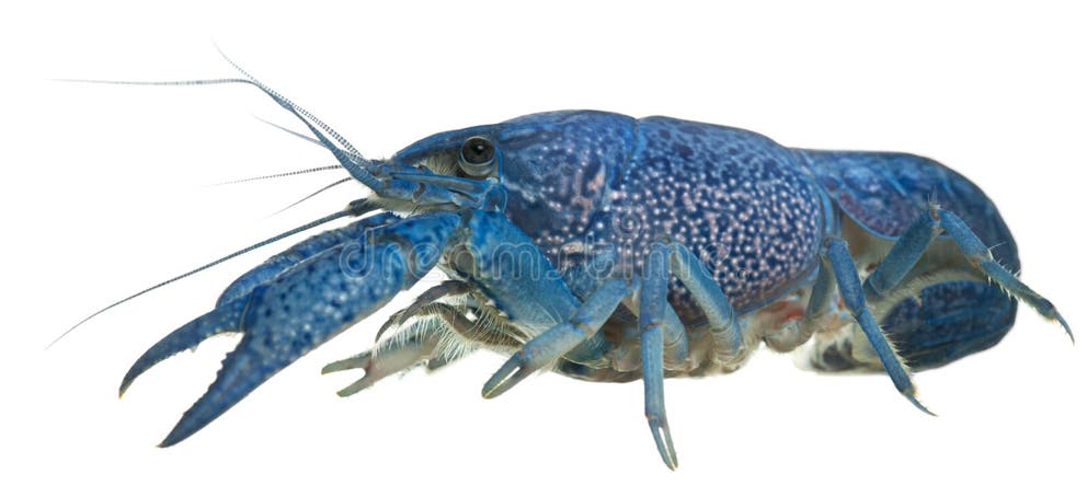 2,874 Blue Crayfish Stock Photos - Free & Royalty-Free Stock Photos ...