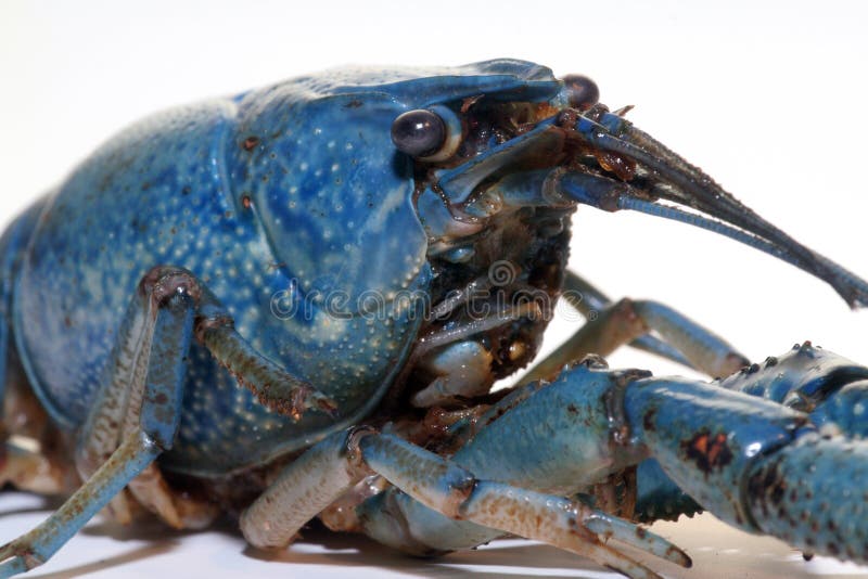 Blue crayfish stock photo. Image of side, arthropod, view - 2775644
