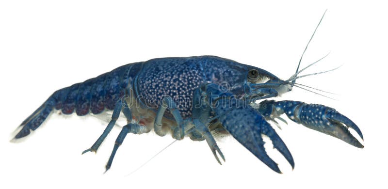 Blue Crayfish Also Known As a Blue Florida Crayfish, Procambarus Alleni ...