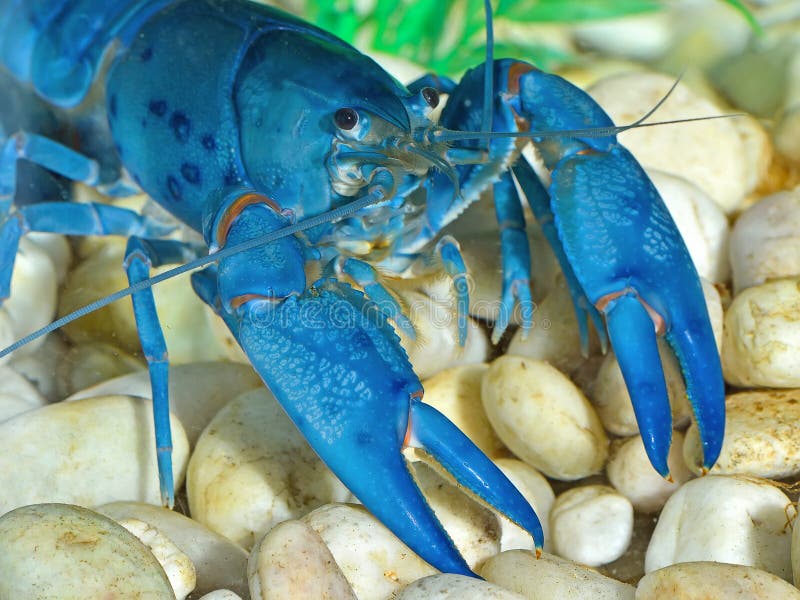 Blue crayfish stock photo. Image of aquarium, plant, culture - 14975412