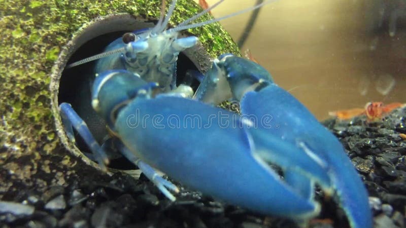 Blue crayfish in aquarium stock video. Video of nature - 57185009