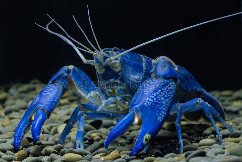 Blue Crayfish Cherax in the Aquarium Stock Photo - Image of australia ...