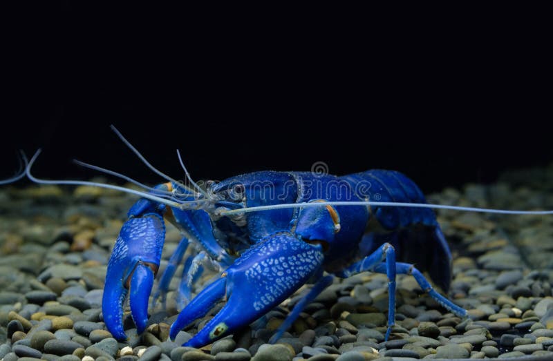 Blue Crayfish Cherax in the Aquarium Stock Photo - Image of crayfish ...
