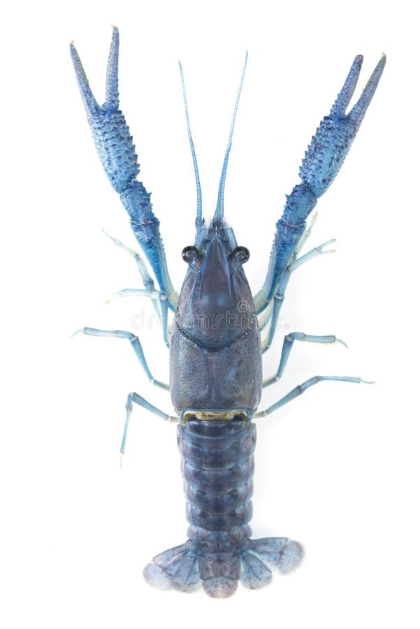 Blue crayfish stock photo. Image of aquarium, plant, culture - 14975412