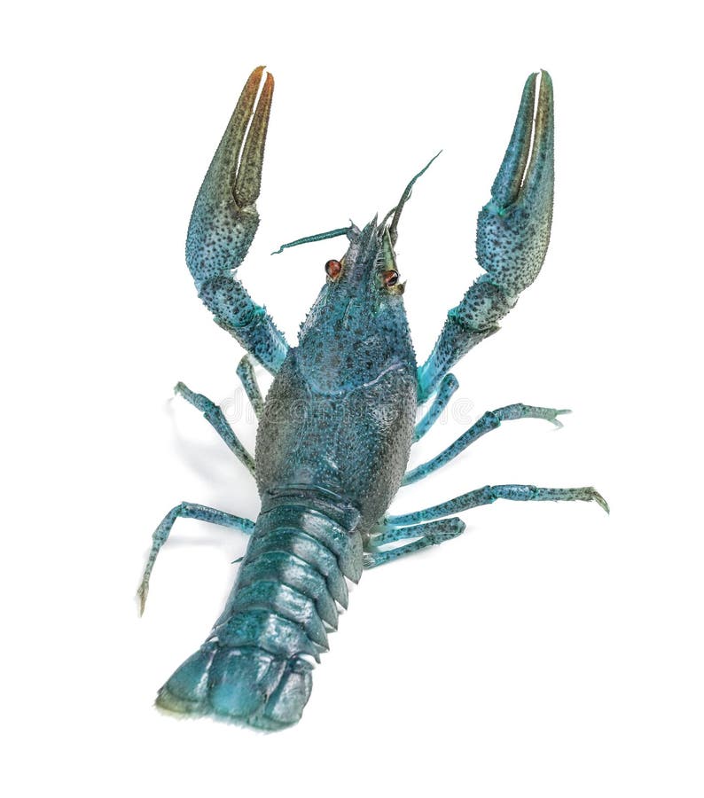 Blue Crayfish Isolated on White. Freshwater Crustacean Stock Image ...
